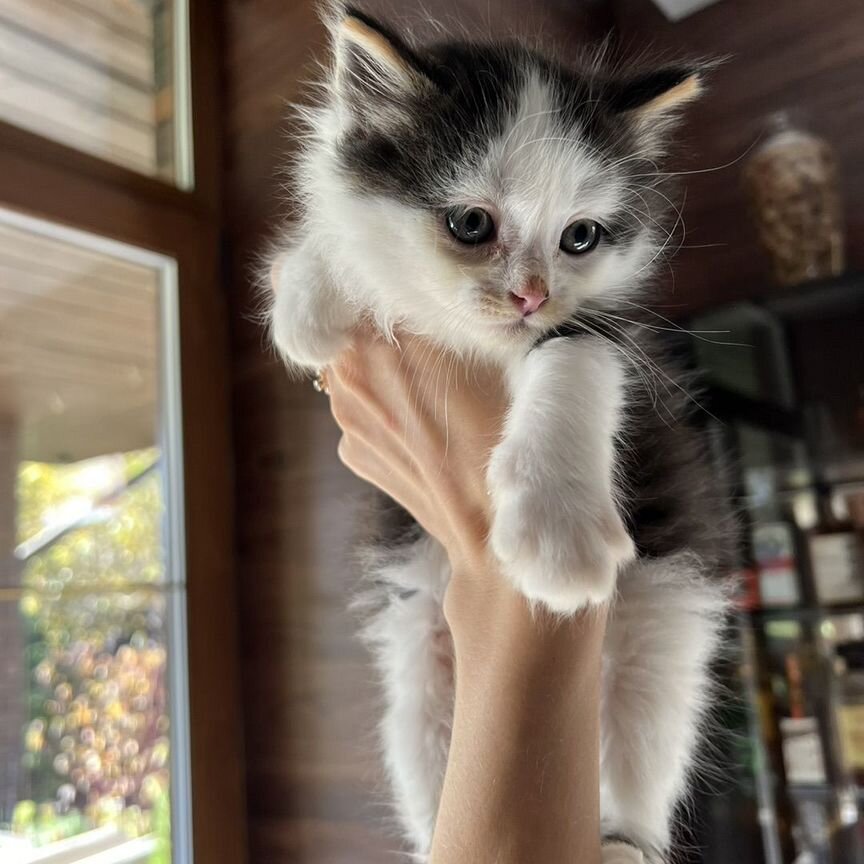 Котенок ищет дом