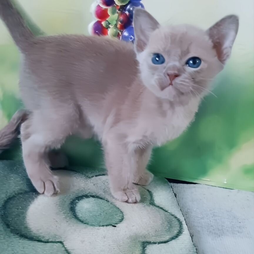 Европейский бурманский котёнок