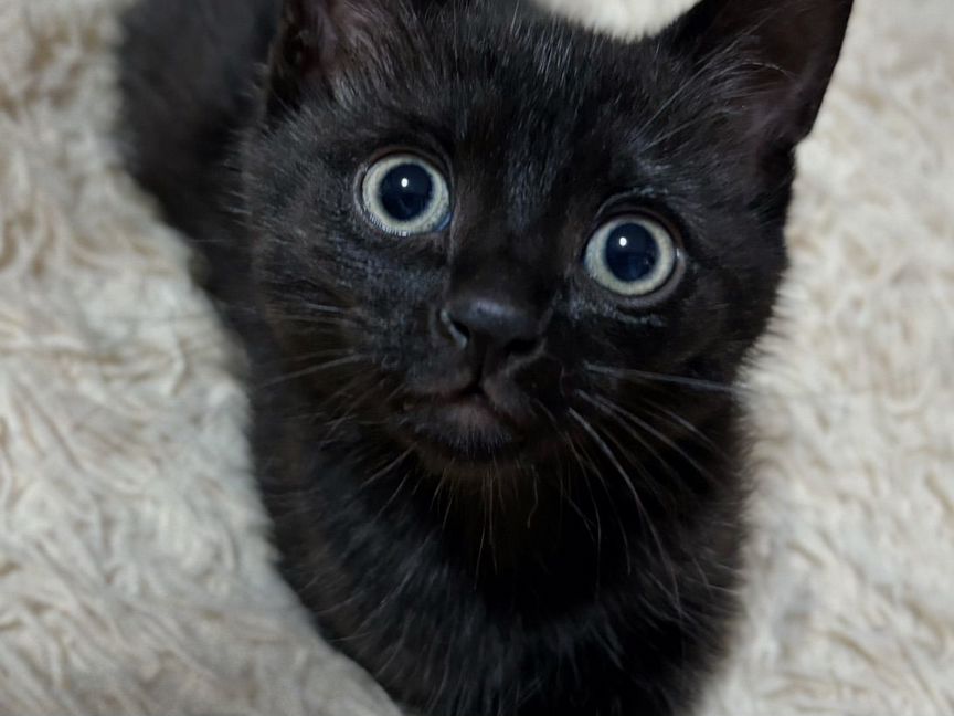 Русская голубая