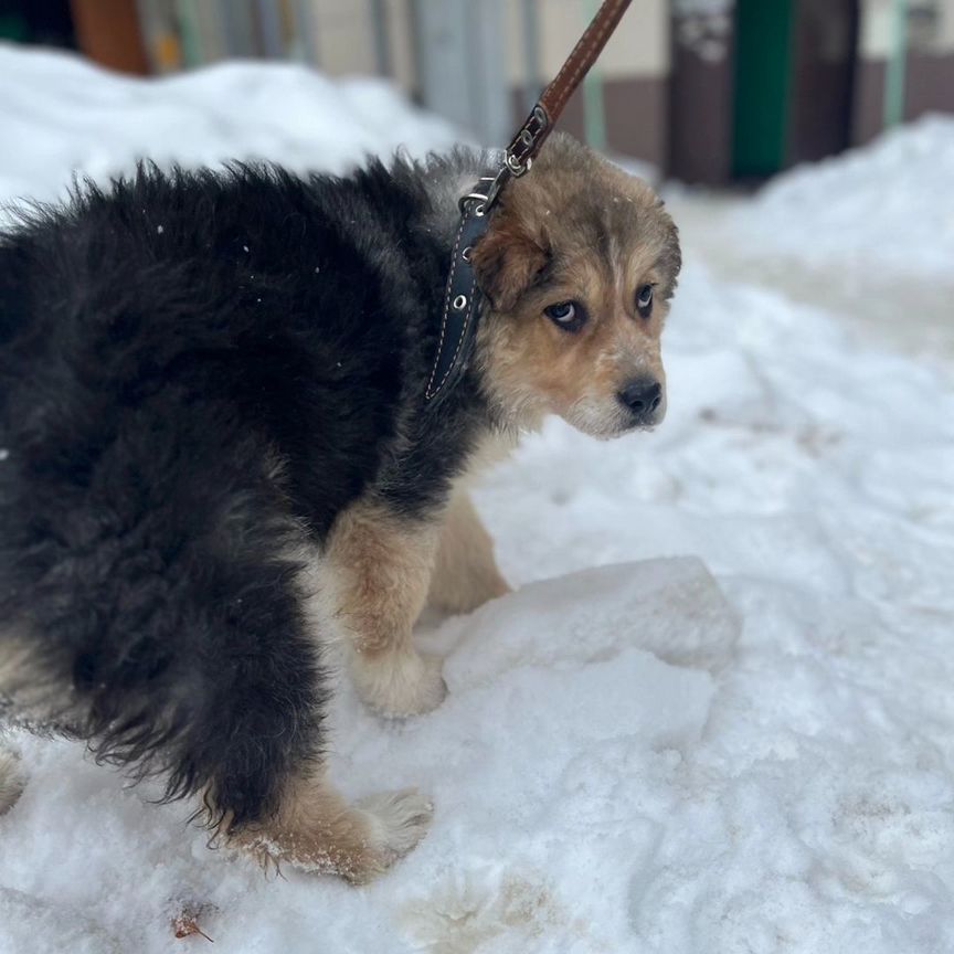 Щенок девочка
