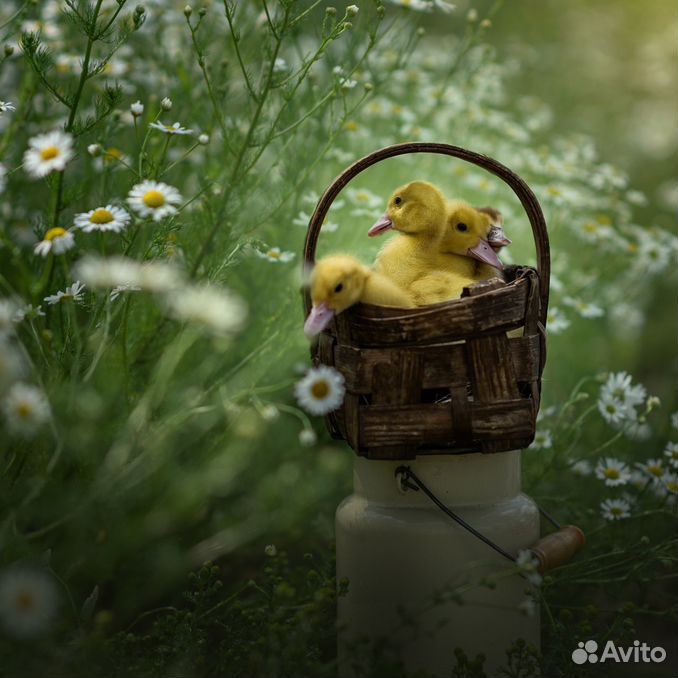 Утята идоутки 13 суток