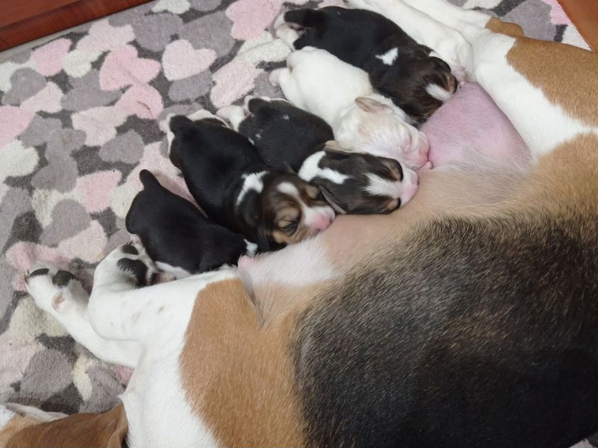 Щенки бигль