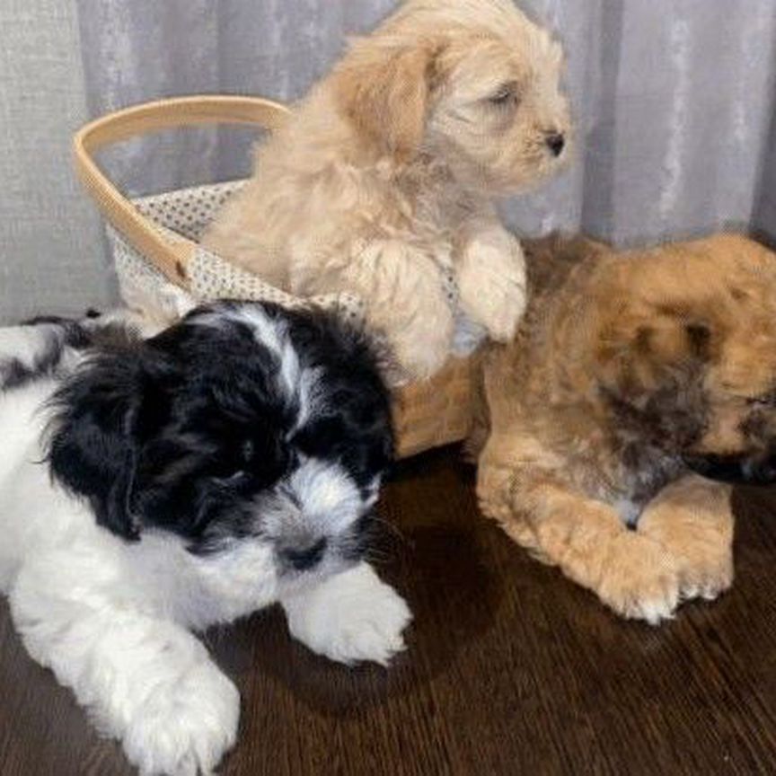 Щенки Мальтипу f2 стандарт - "не мини"