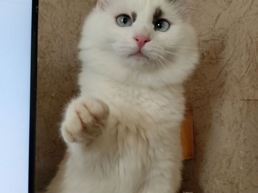 Котенок с небольшими особенностями из приюта