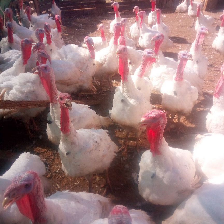 Индюки биг 6 живым весом