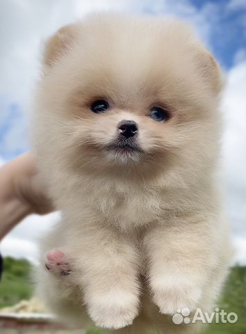 Померанский шпиц. Мальчик с голубым глазом
