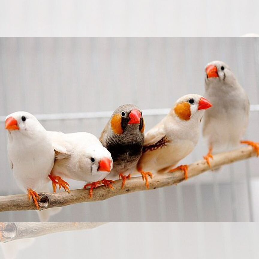 Зебровые амадины