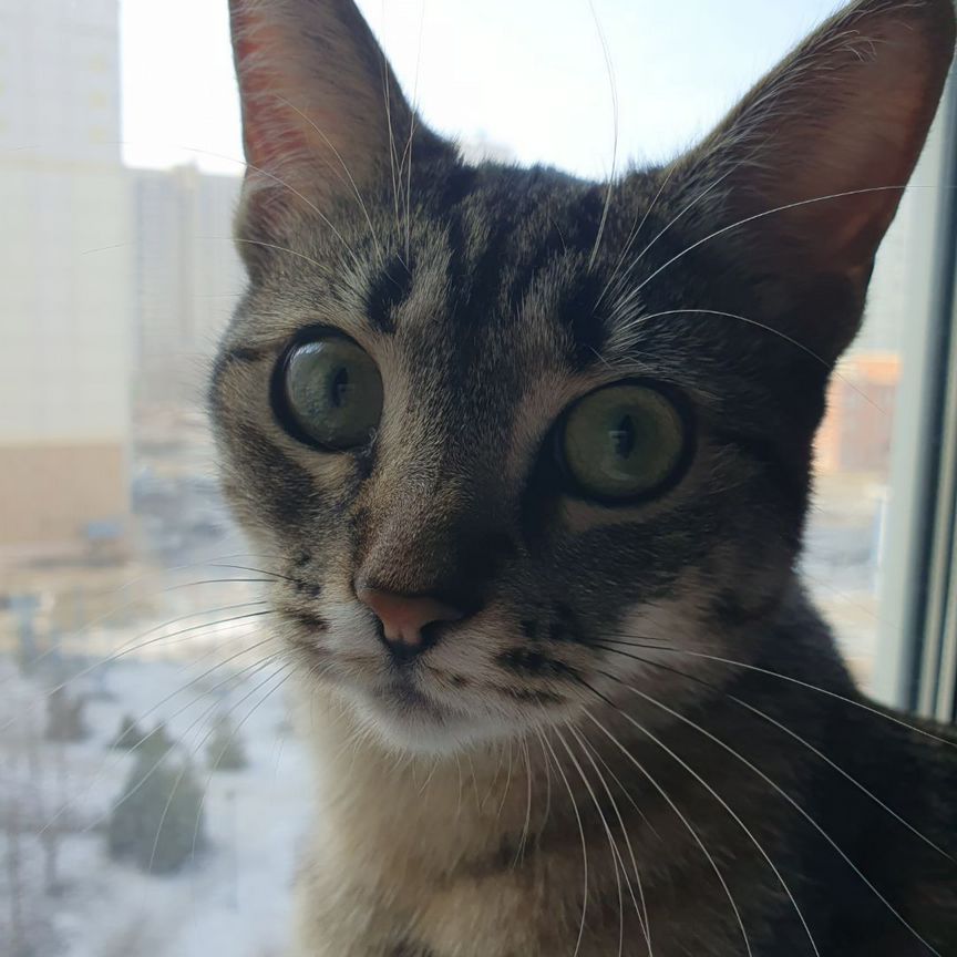 Отдам в дрбрые руки кошку