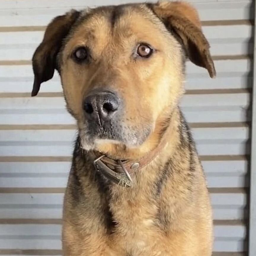 Взрослый пёс в добрые руки