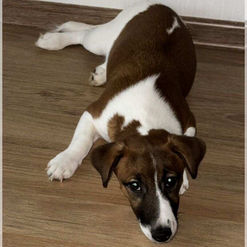 Джек-рассел-терьер, щенок