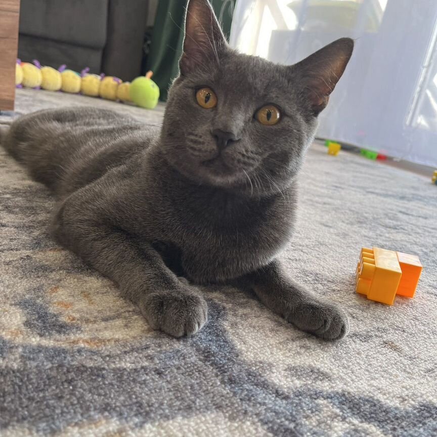 Котик ищет новый дом