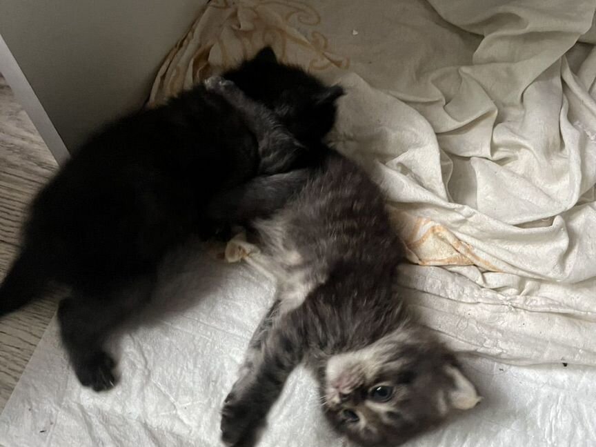 Кошка