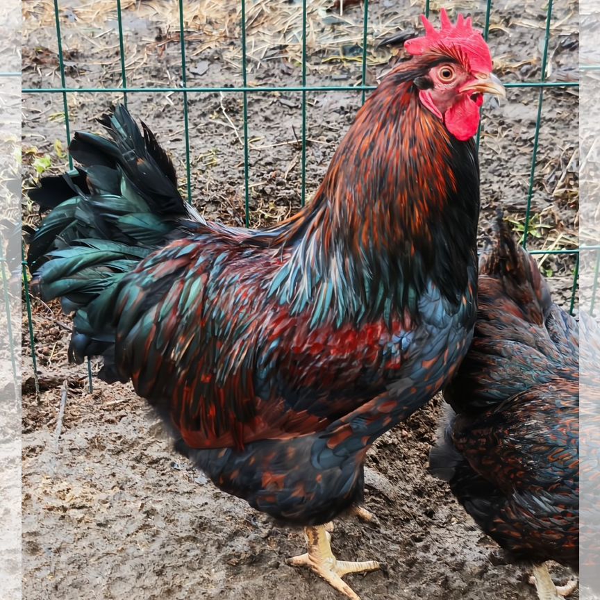 Барневельдер семья