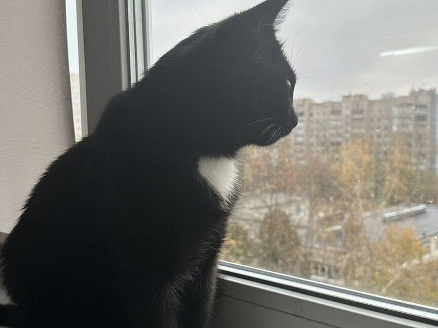 Кошка