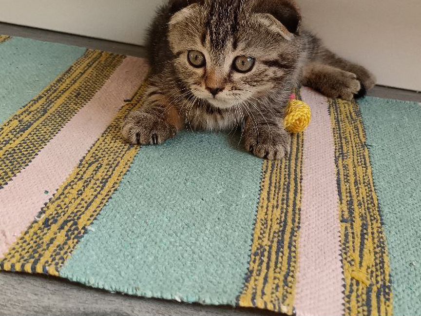 Шотландская вислоухая кошка