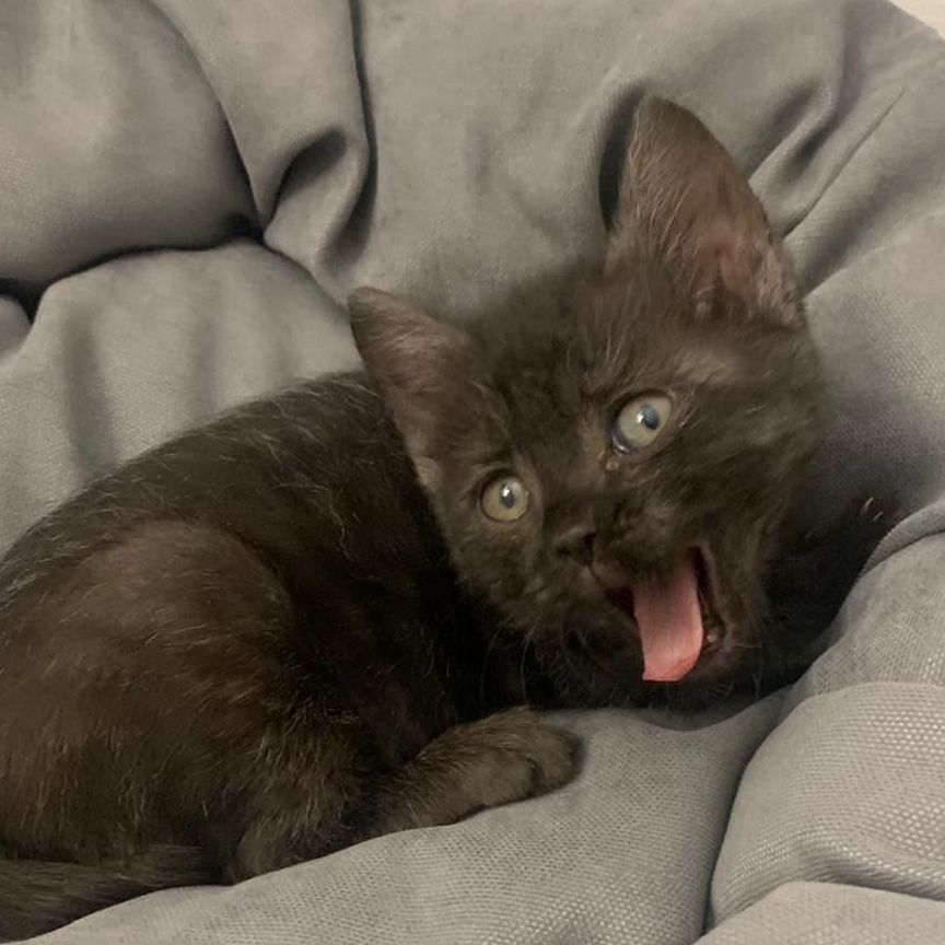 Котёнок в добрые руки