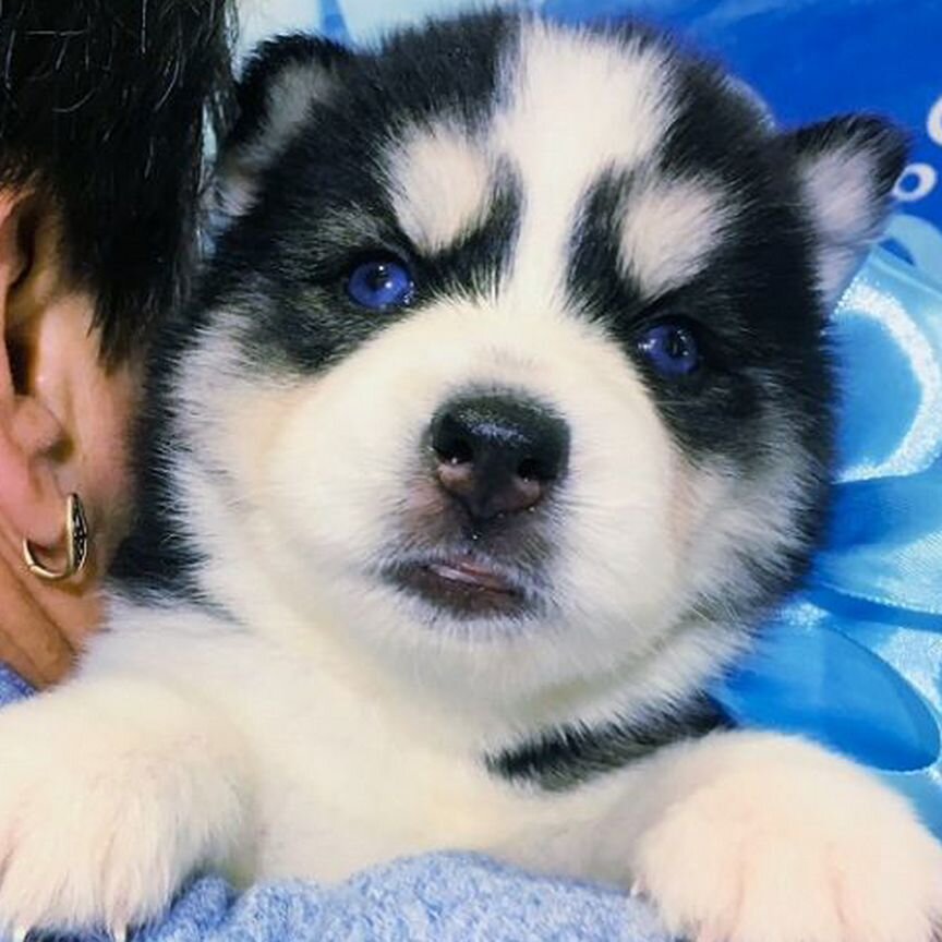 Классные собачки сибирские хаски