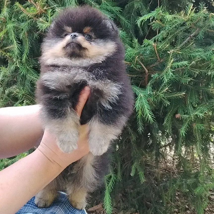 Померанский шпиц, щенок