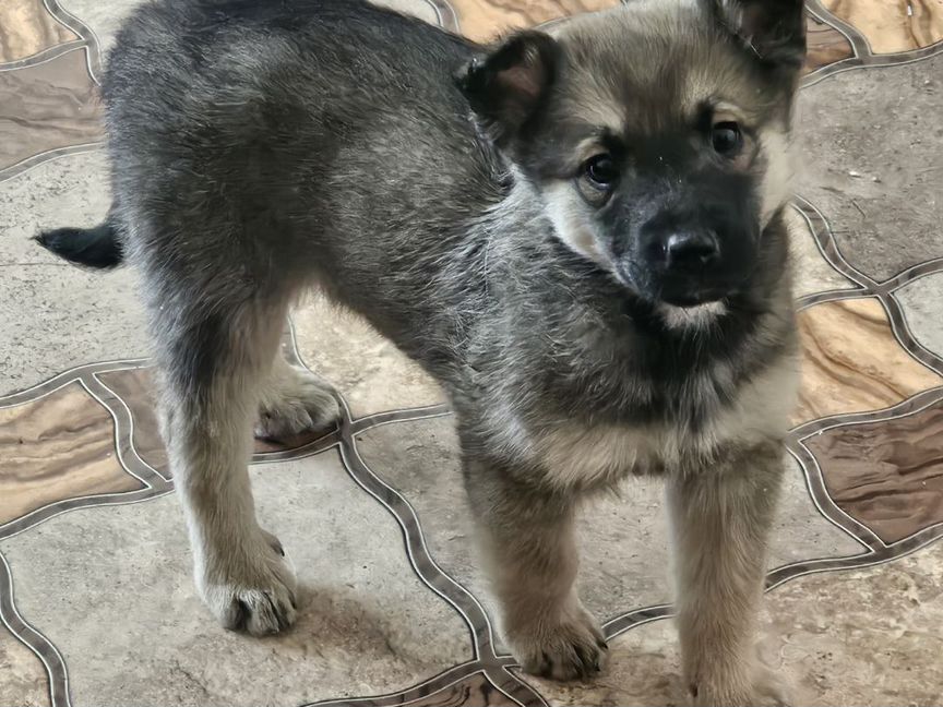 Малышка- Кира