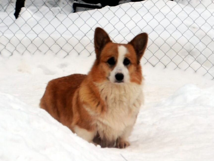 Девушка корги