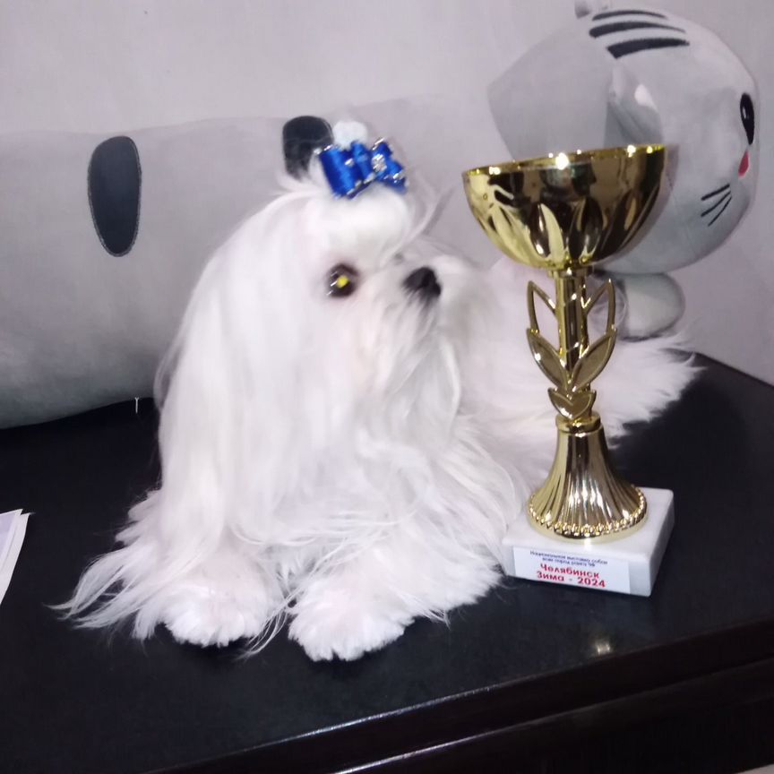 Мальтезе щенок девочка