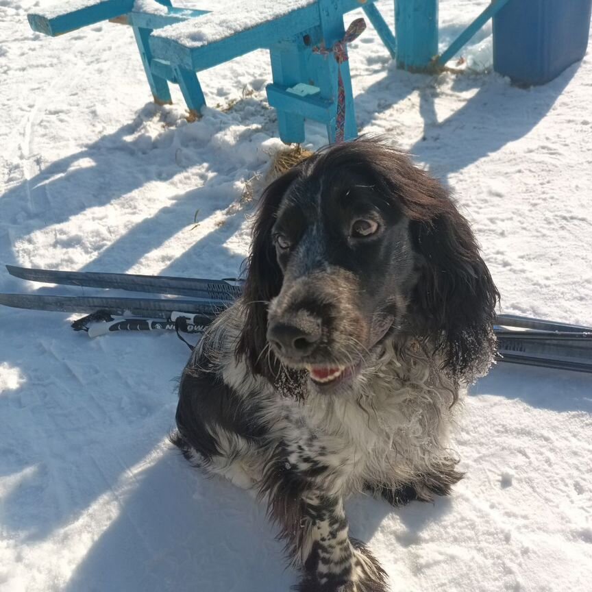 Русский охотничий спаниель