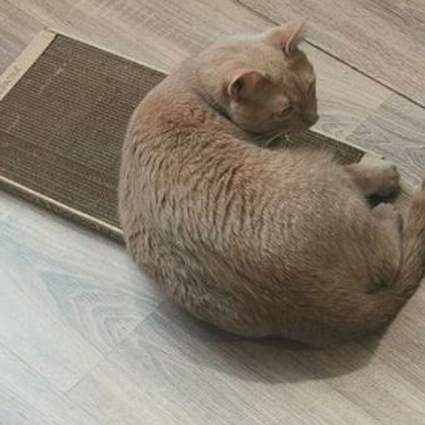 Взрослый кот в добрые руки