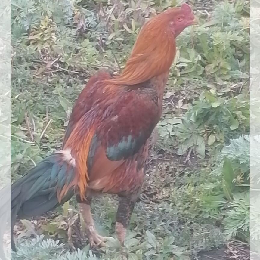 Бойцовые петухи о шамо