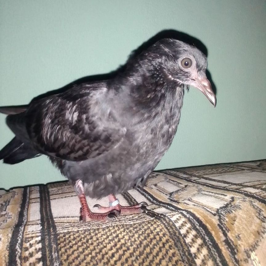 Голубь птенец