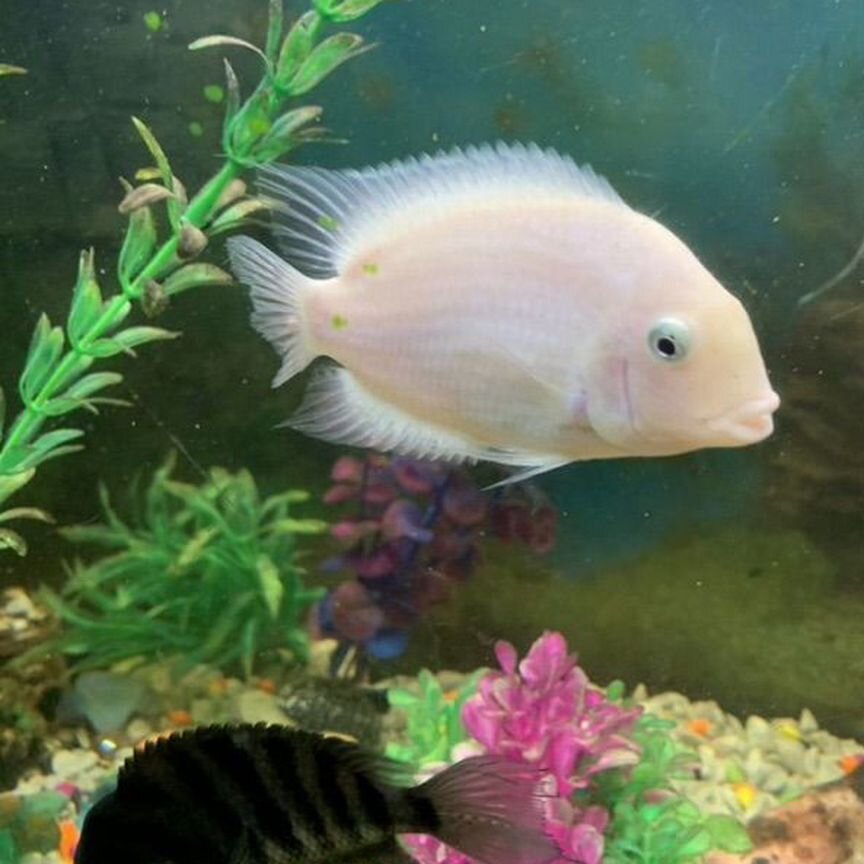 Аквариум с рыбками