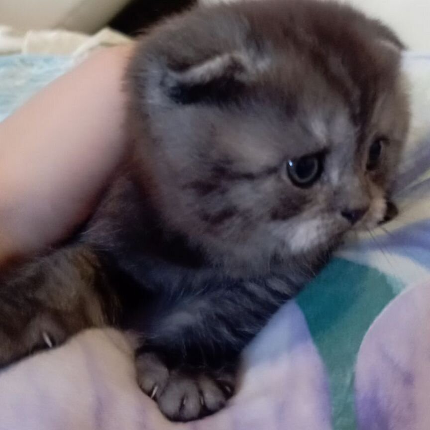 Шотландские вислоухие котята