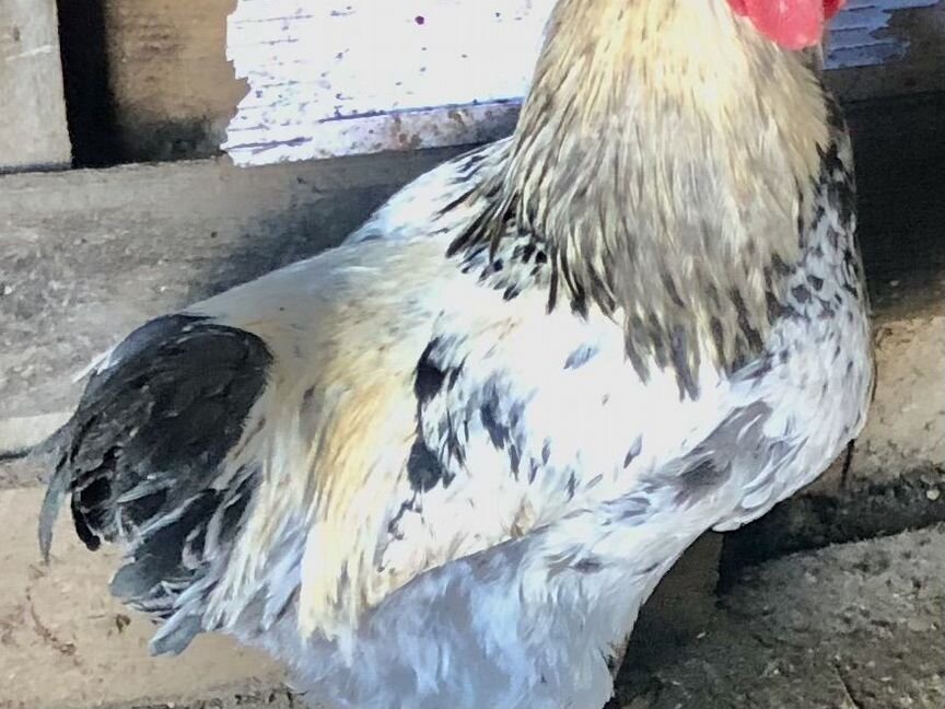 Молодые петухи