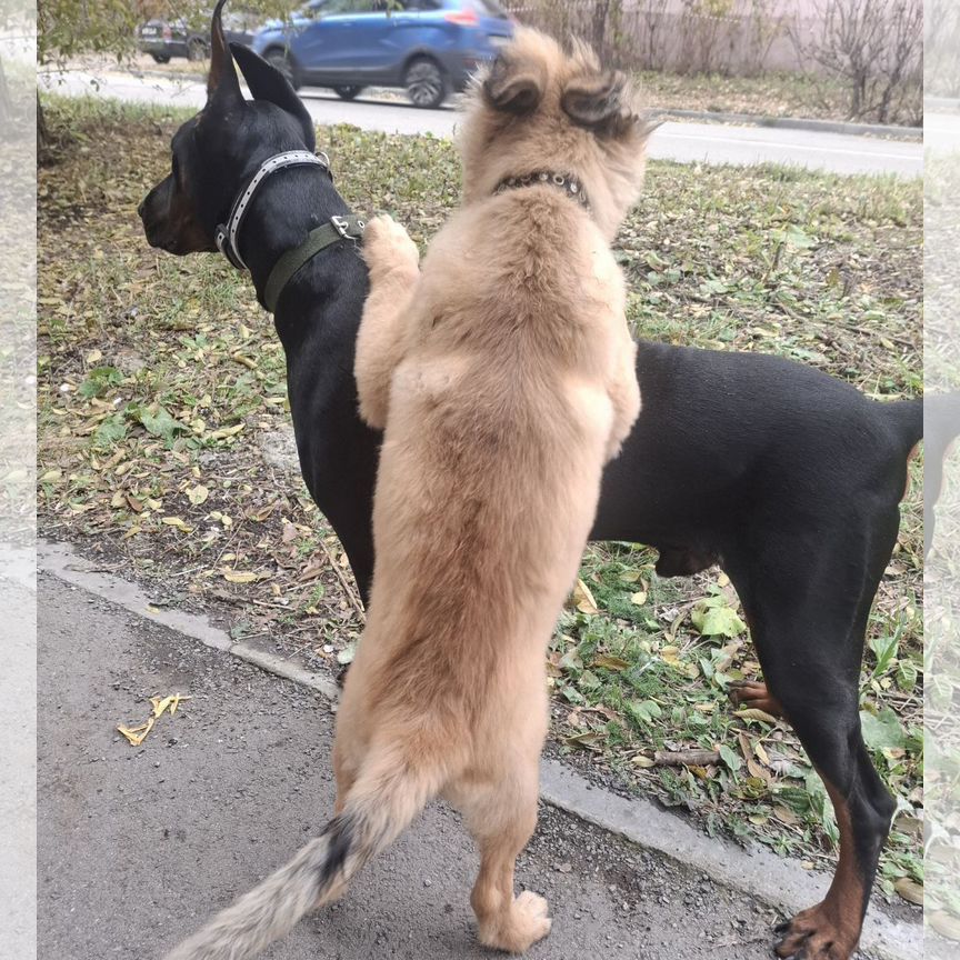 Немецкая овчарка, щенок