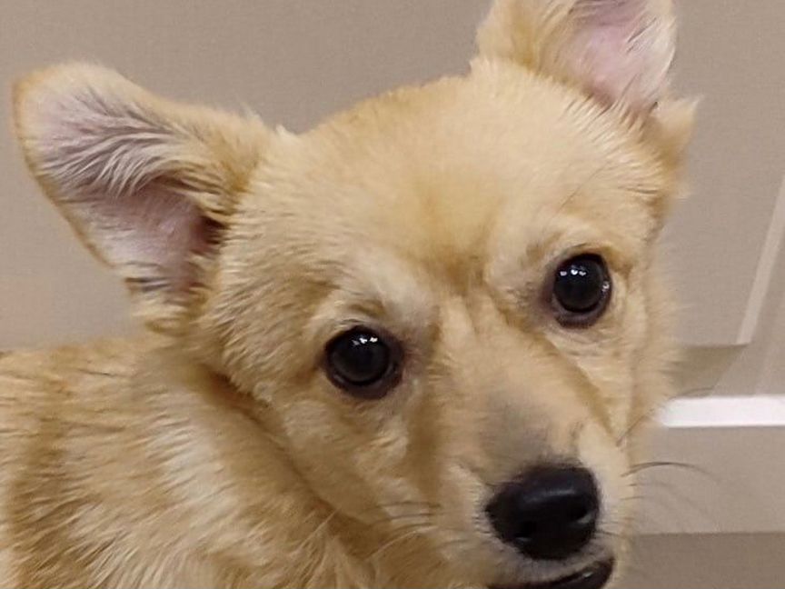 Малышку Лису выбросили на улицу, ищет дом