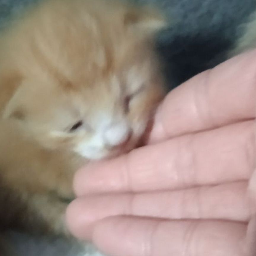 Котята в добрые руки бесплатно мальчик