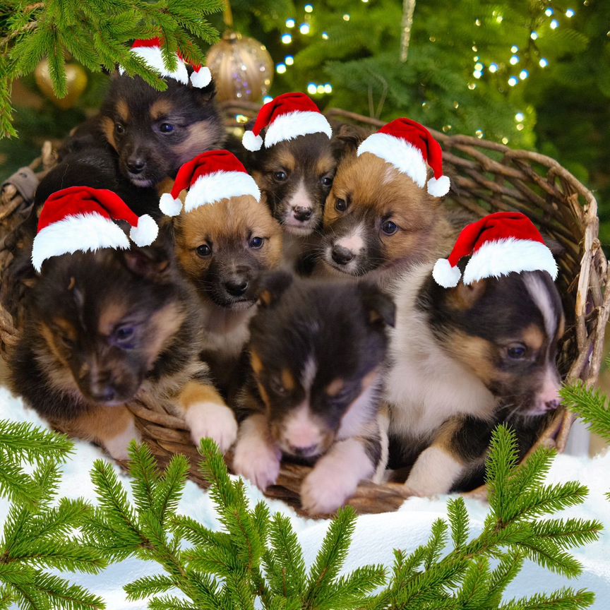 Щенок в добрые руки бесплатно