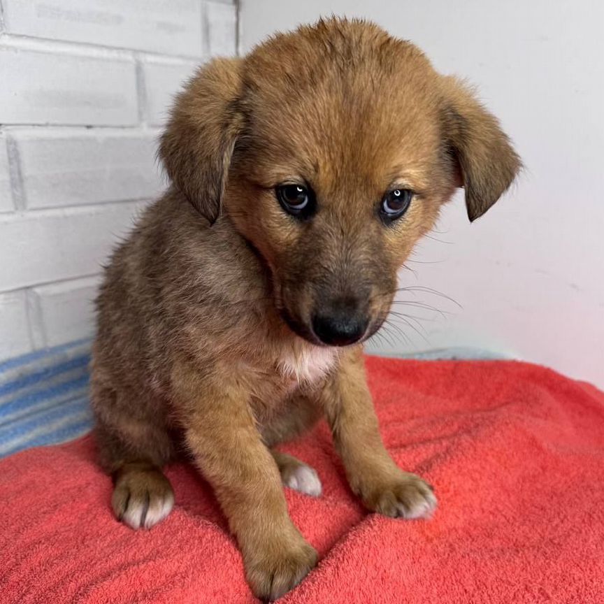 Щенок в добрые руки