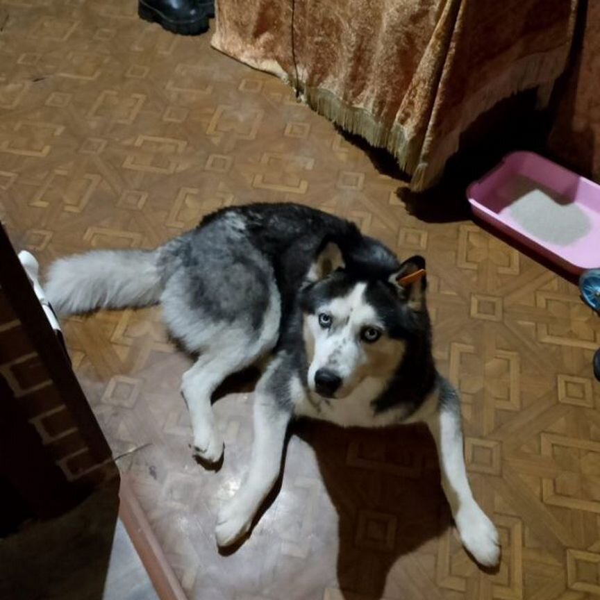 Хаски. Стерилизована, 4 годика