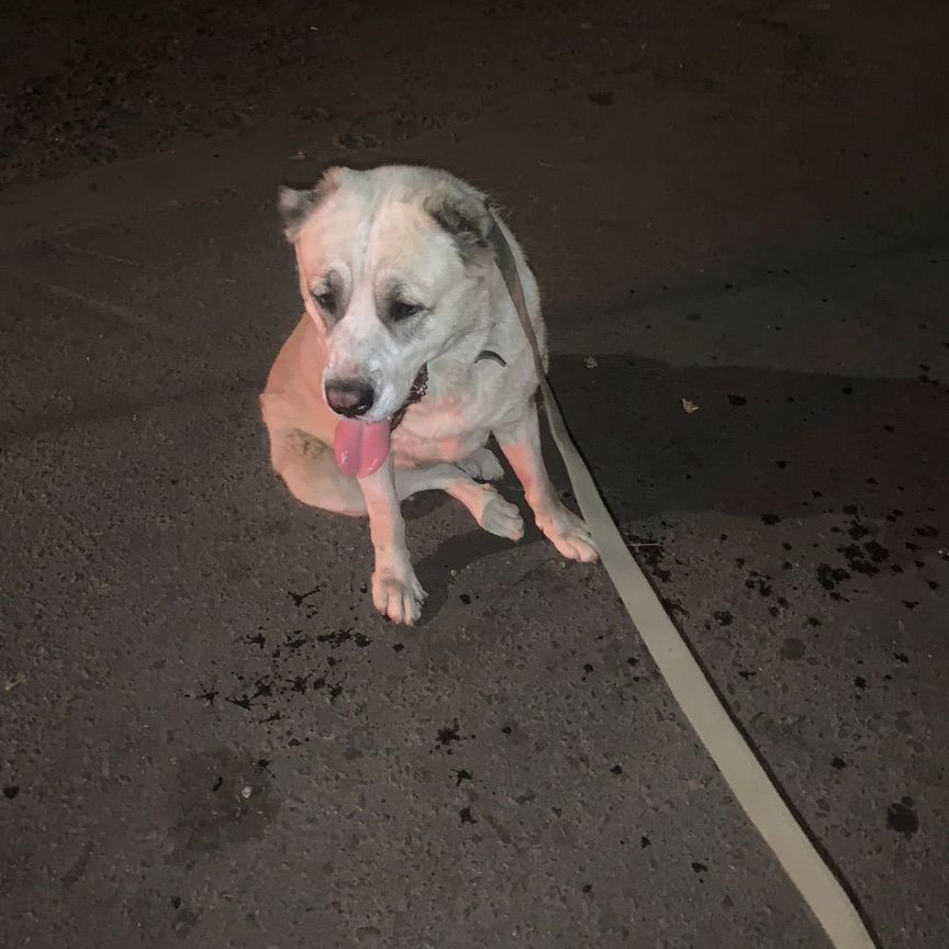 Собака алабай