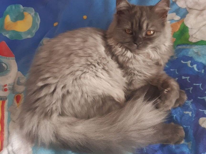 Шотландская кошечка в добрые руки