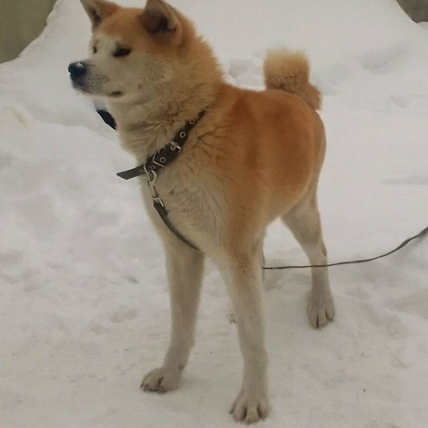 Акита-ину, взрослая собака