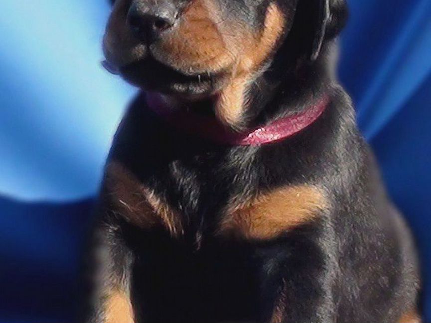 Добер щенки. Элита. Мощь и грация