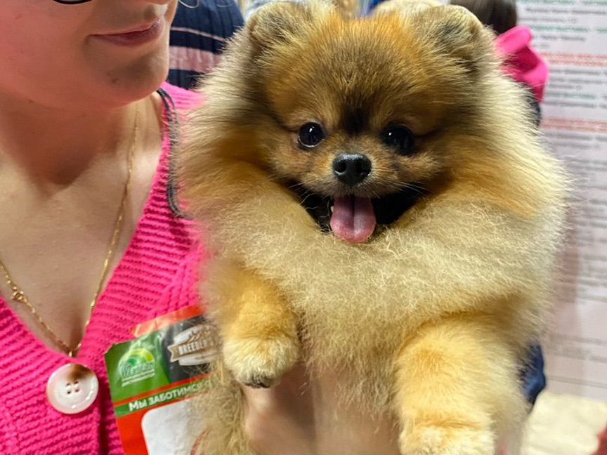 Померанский шпиц вязка кобель