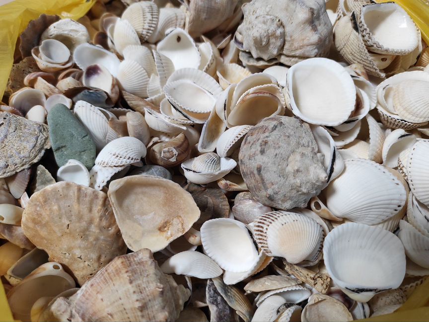 Морские ракушки 5,1 кг