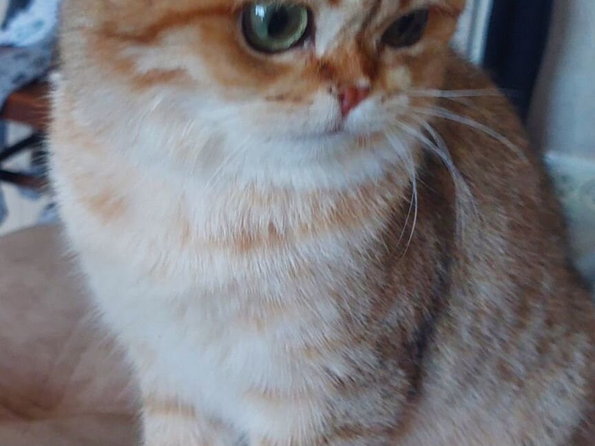 Шотландский кот вязка