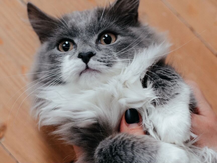 Котенок Эклер ищет дом