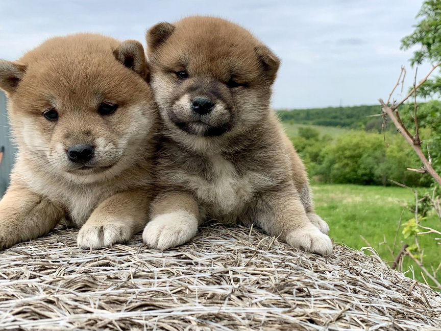 Щенки сиба шиба ину