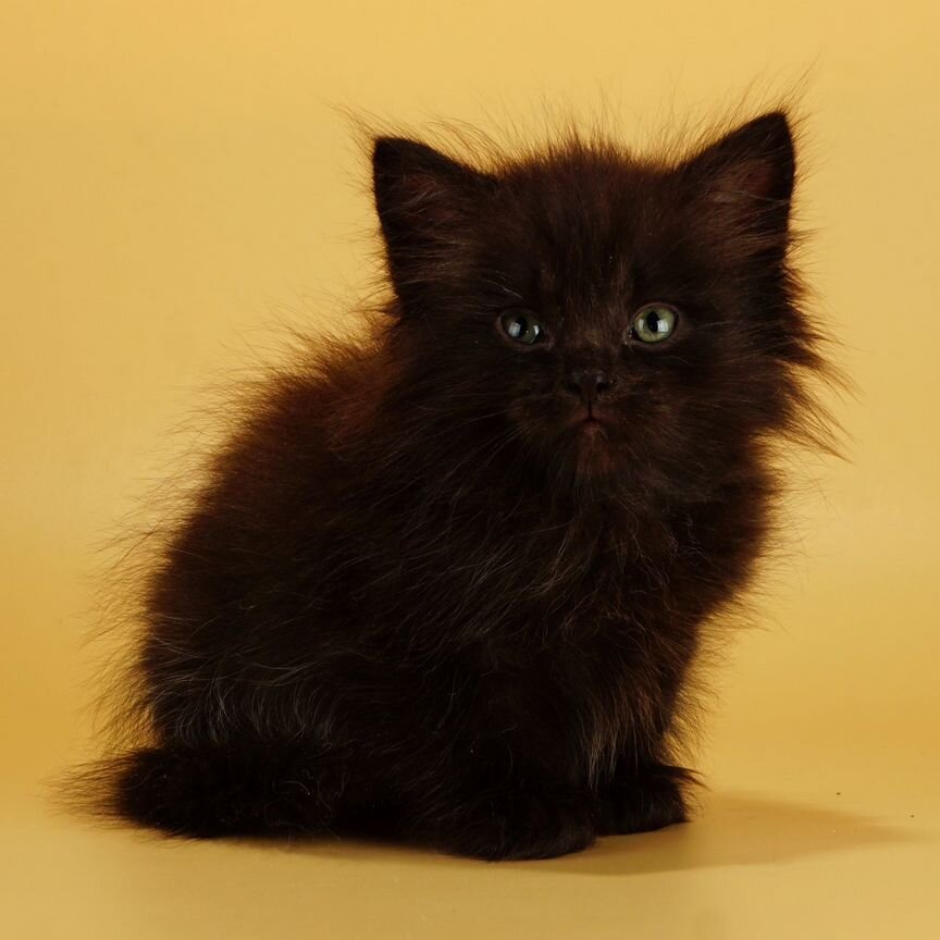 Черный сибирский котенок элитный