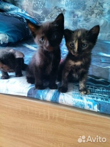 Котенок в дар бесплатно