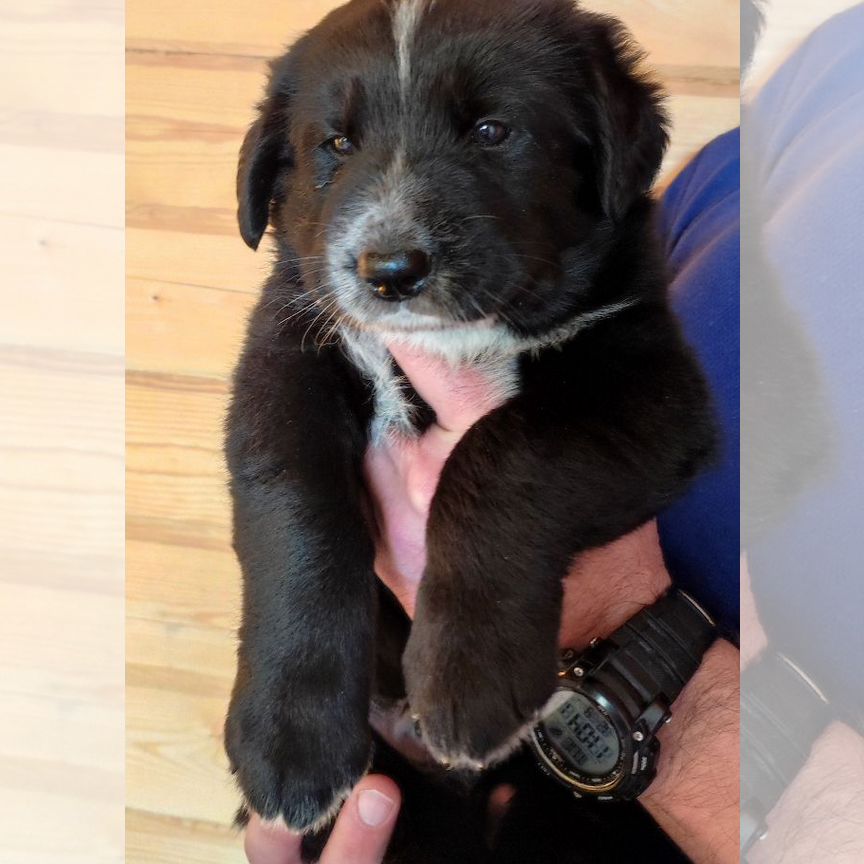 Щенок в добрые руки